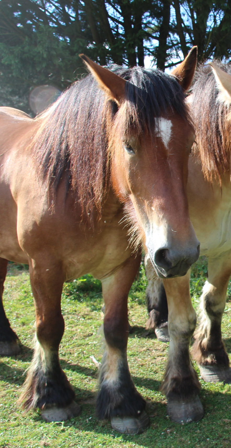 Les attelages – LABV